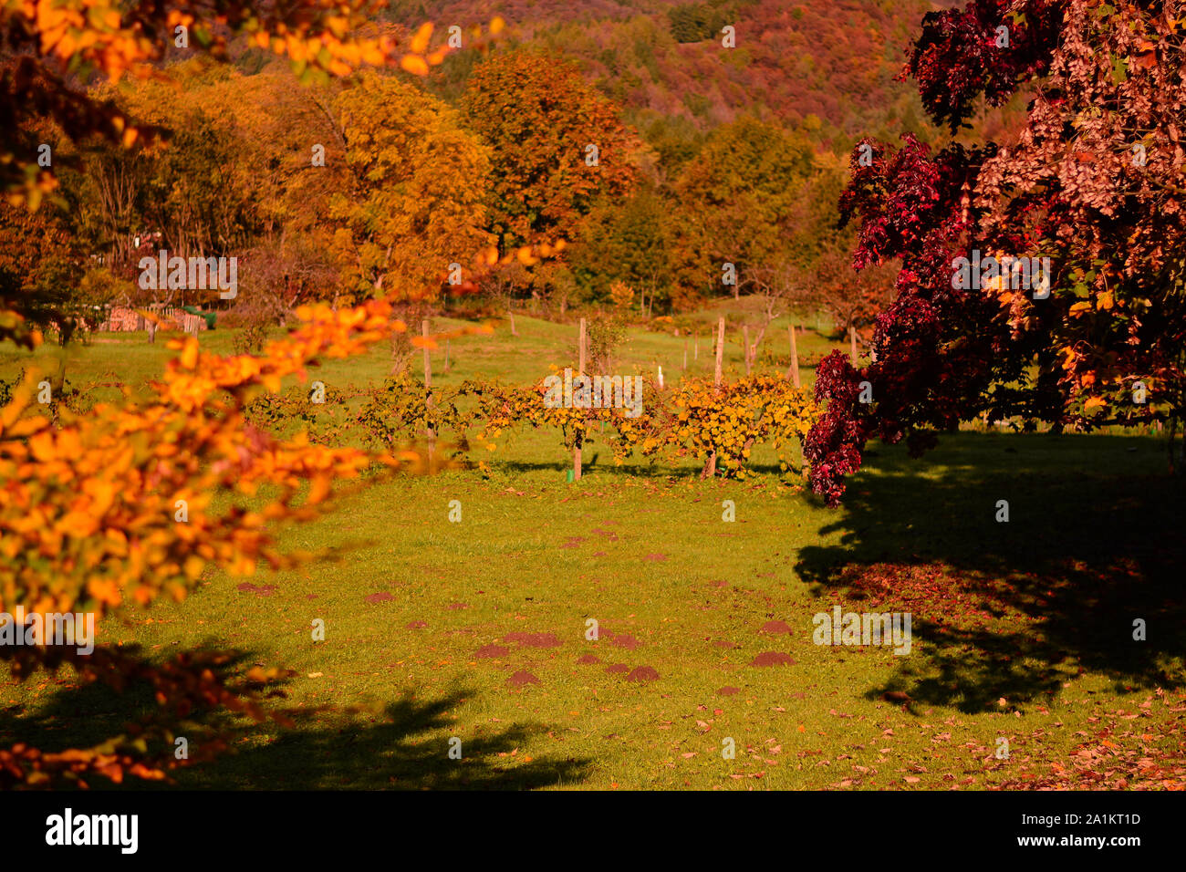 the colors of autumn Stock Photo - Alamy