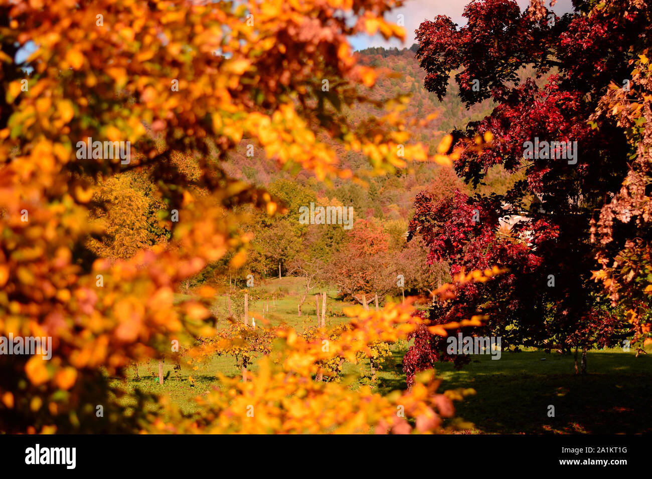 the colors of autumn Stock Photo - Alamy