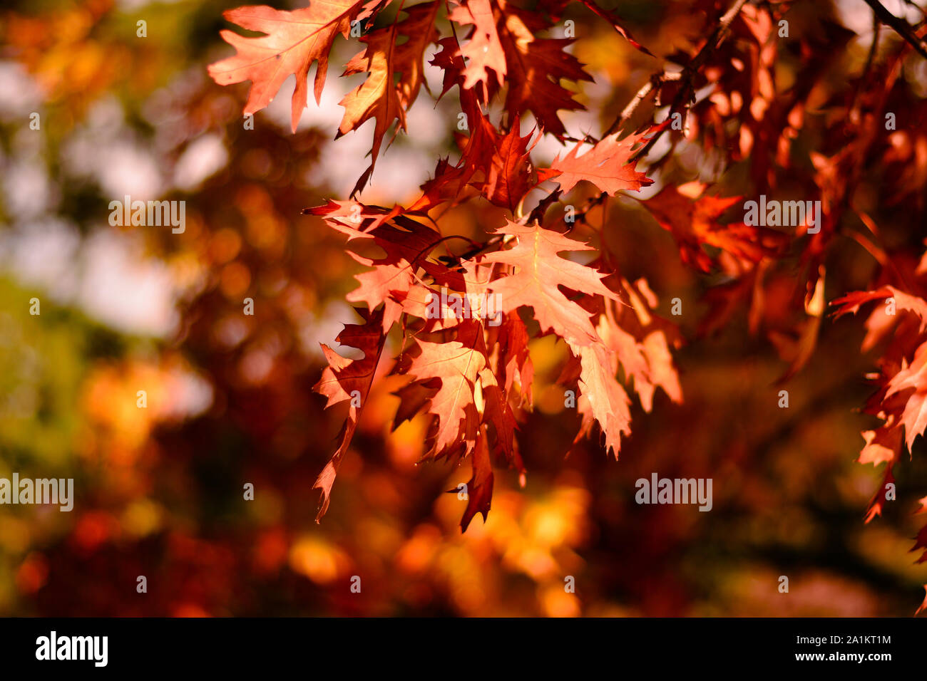 the colors of autumn Stock Photo - Alamy