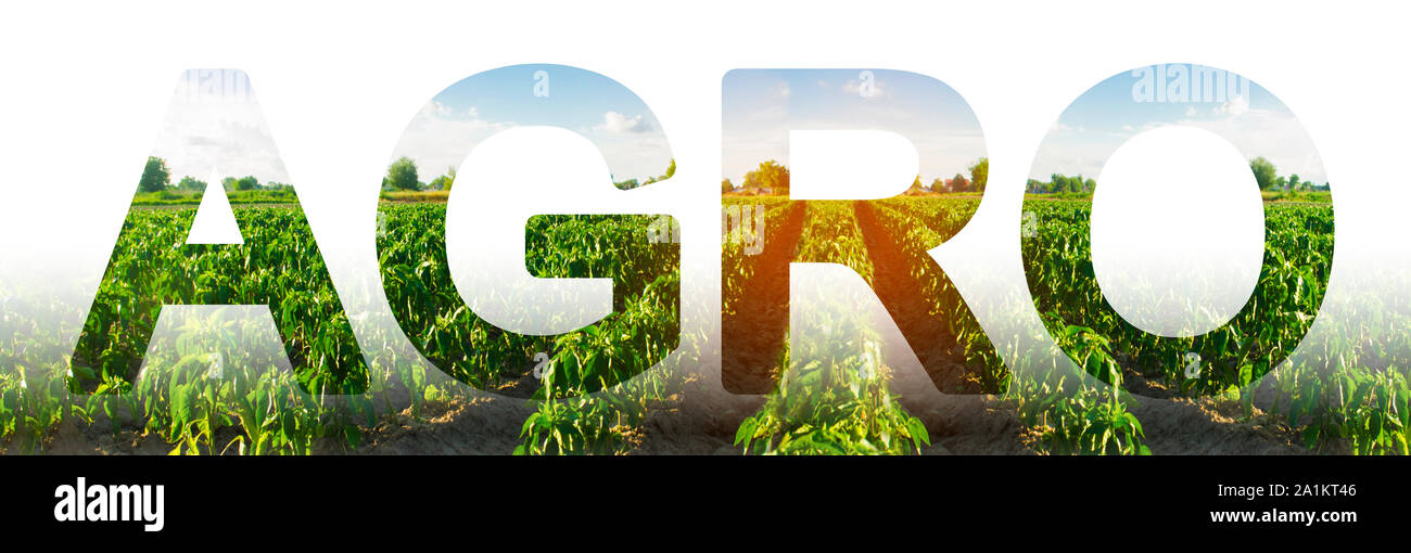 Plantation field rows of pepper bushes and the word Agro. Agribusiness ...