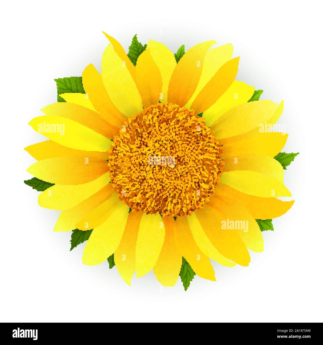 Sunflower leaf closeup Stock Vector Images - Alamy