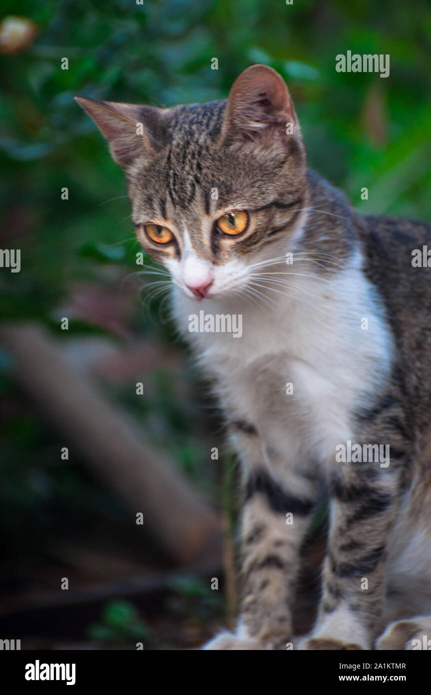 Stray cats on the streets of the town Stock Photo - Alamy
