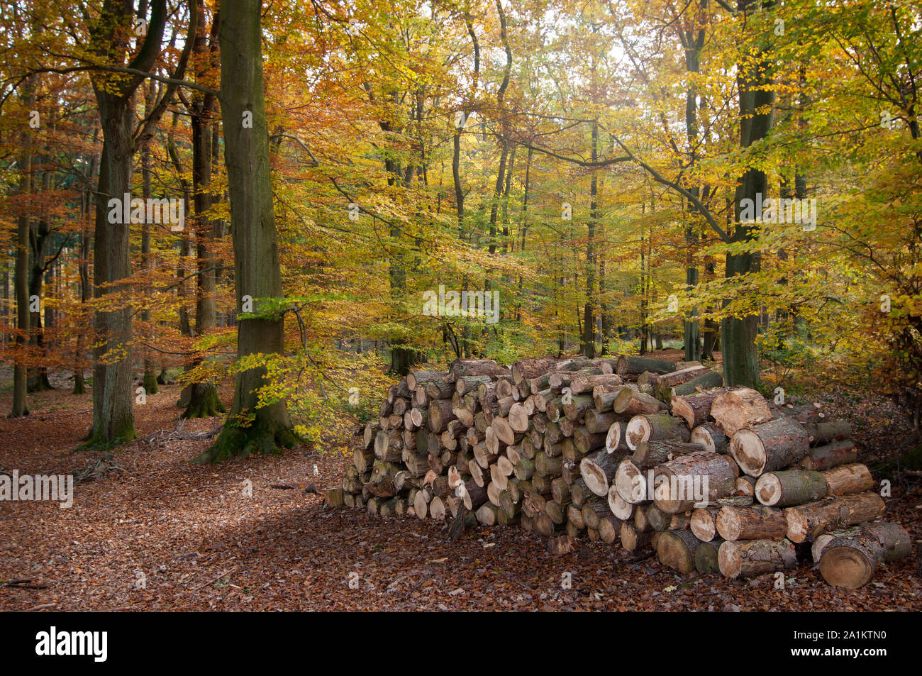 Forest in autumn with beaten wood Stock Photo - Alamy