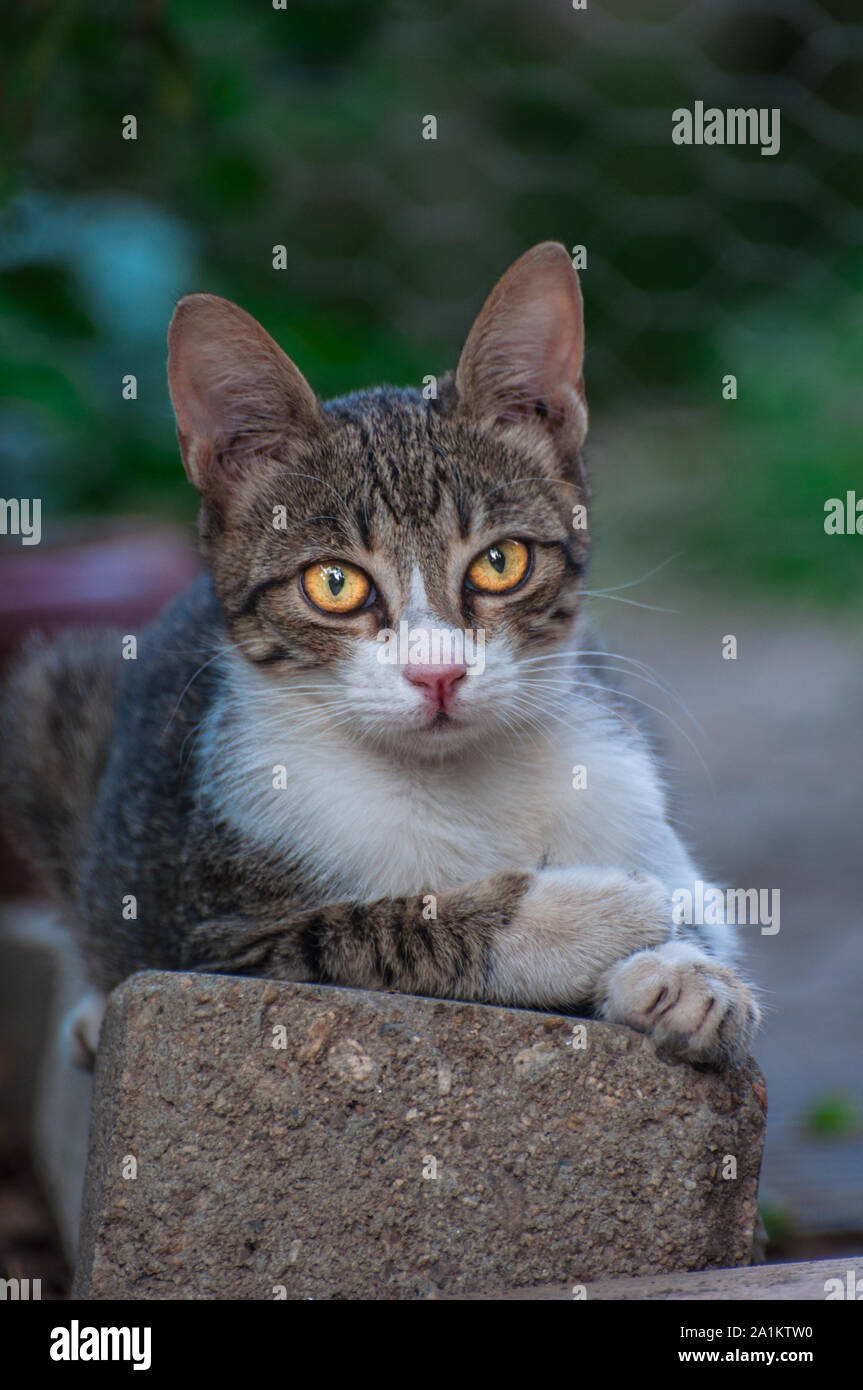 Stray cats on the streets of the town Stock Photo - Alamy