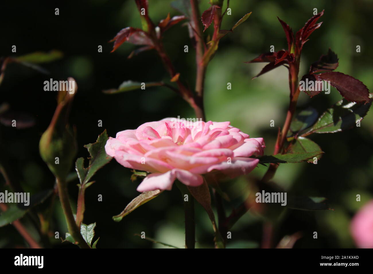 Perfect summer pink tea rose blossom Stock Photo - Alamy
