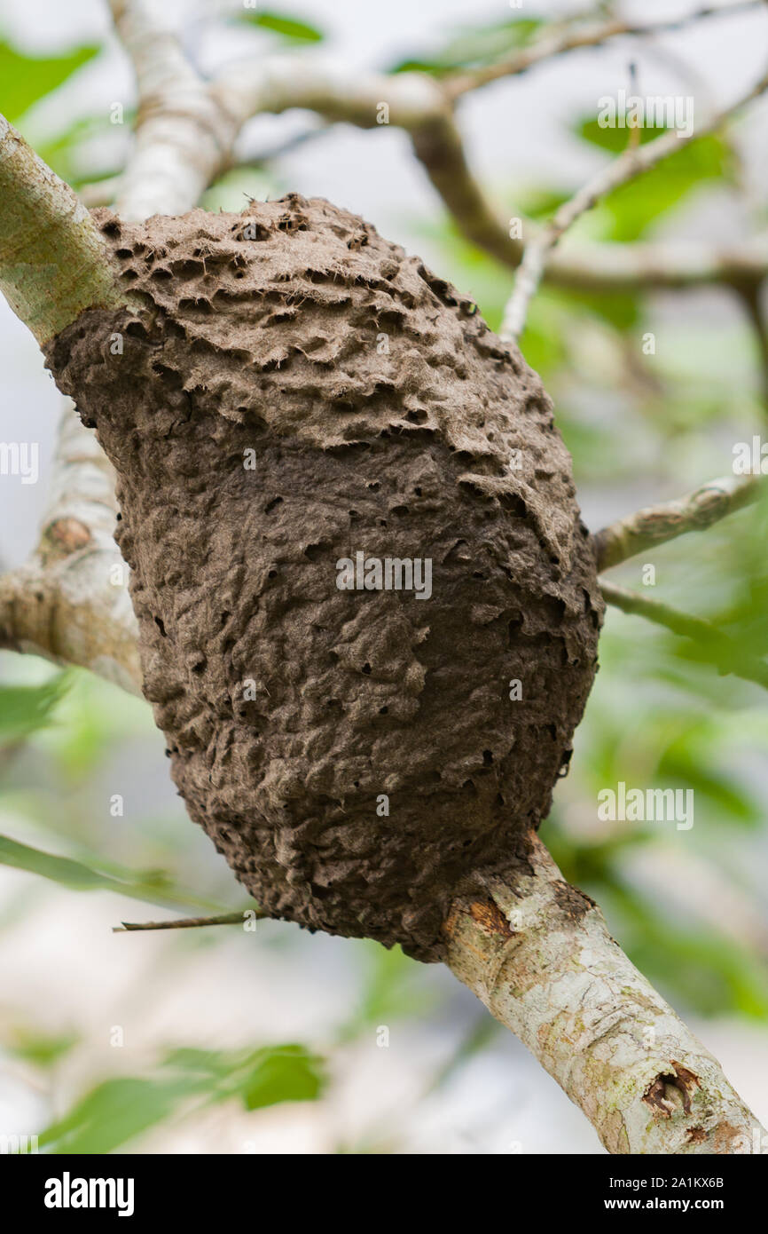 Hualien, Taiwan. 2nd July, 2009. Arboreal carton nest of acrobat ant ...