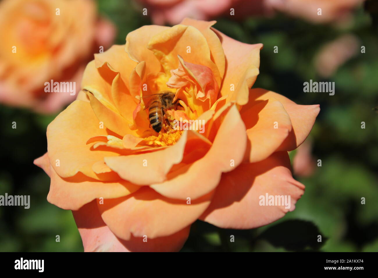 Perfect summer orange rose blossom with a bee pollinating it Stock ...