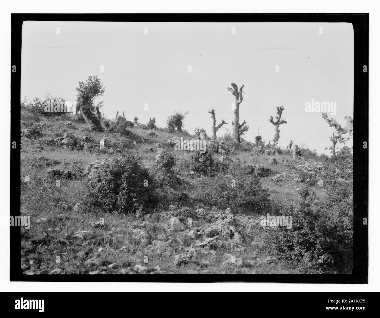 Historic botanical Cut Out Stock Images & Pictures - Alamy