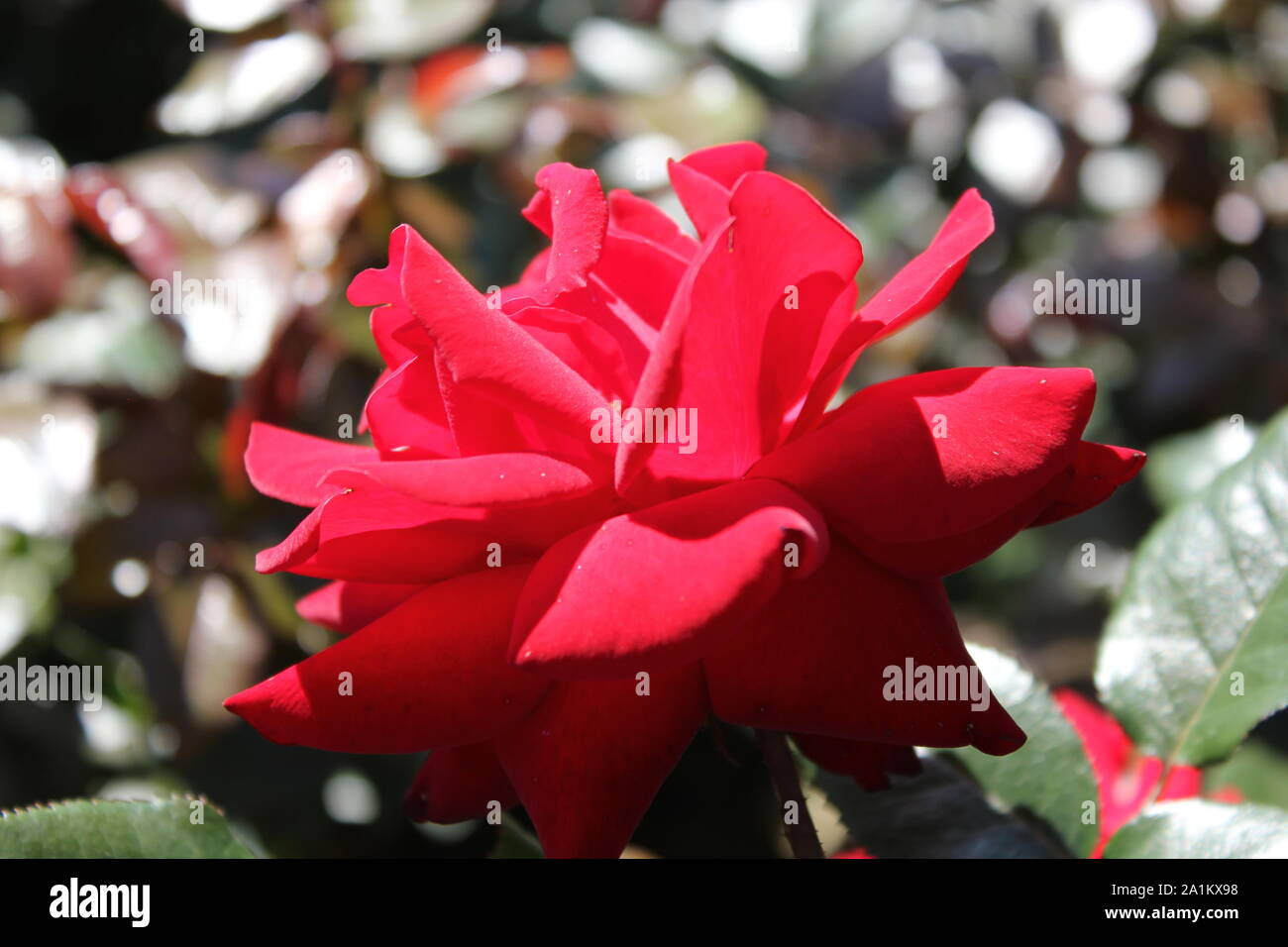 Perfect summer red grandiflora rose blossom Stock Photo - Alamy