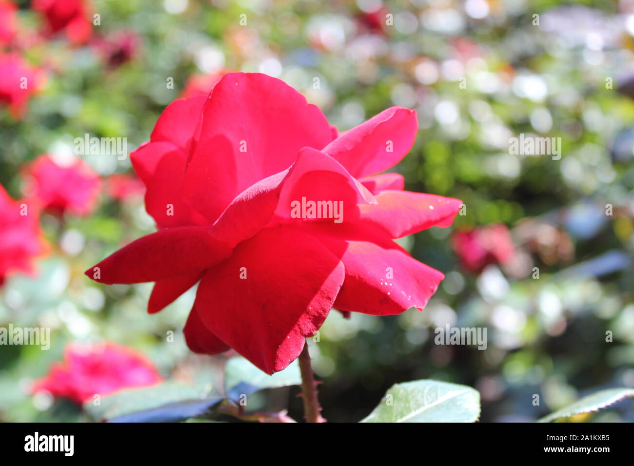 Perfect summer red grandiflora rose blossom Stock Photo - Alamy