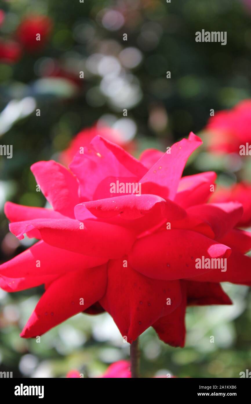 Perfect summer red grandiflora rose blossom Stock Photo - Alamy