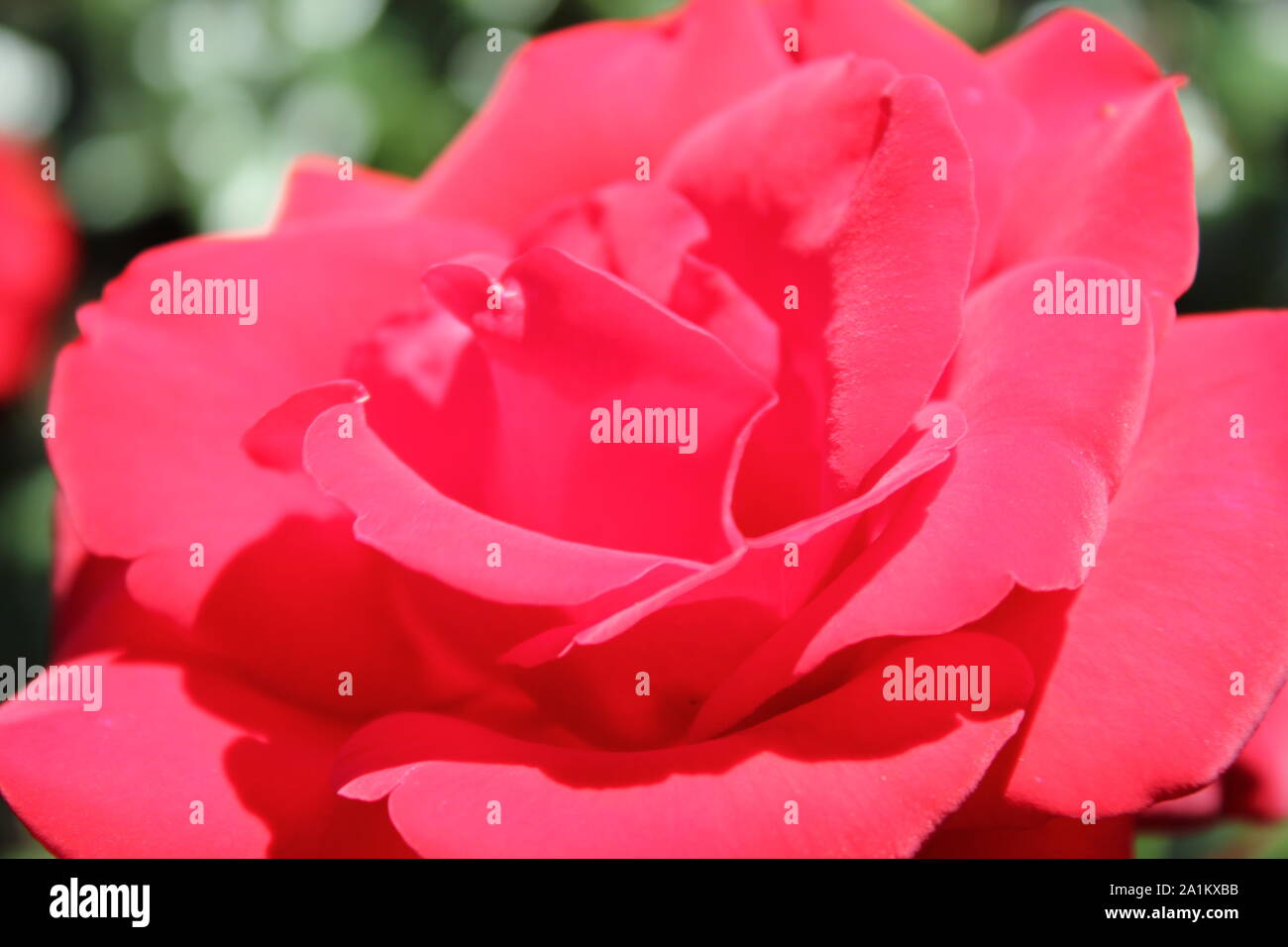 Perfect and showy shrub hi-res stock photography and images - Alamy