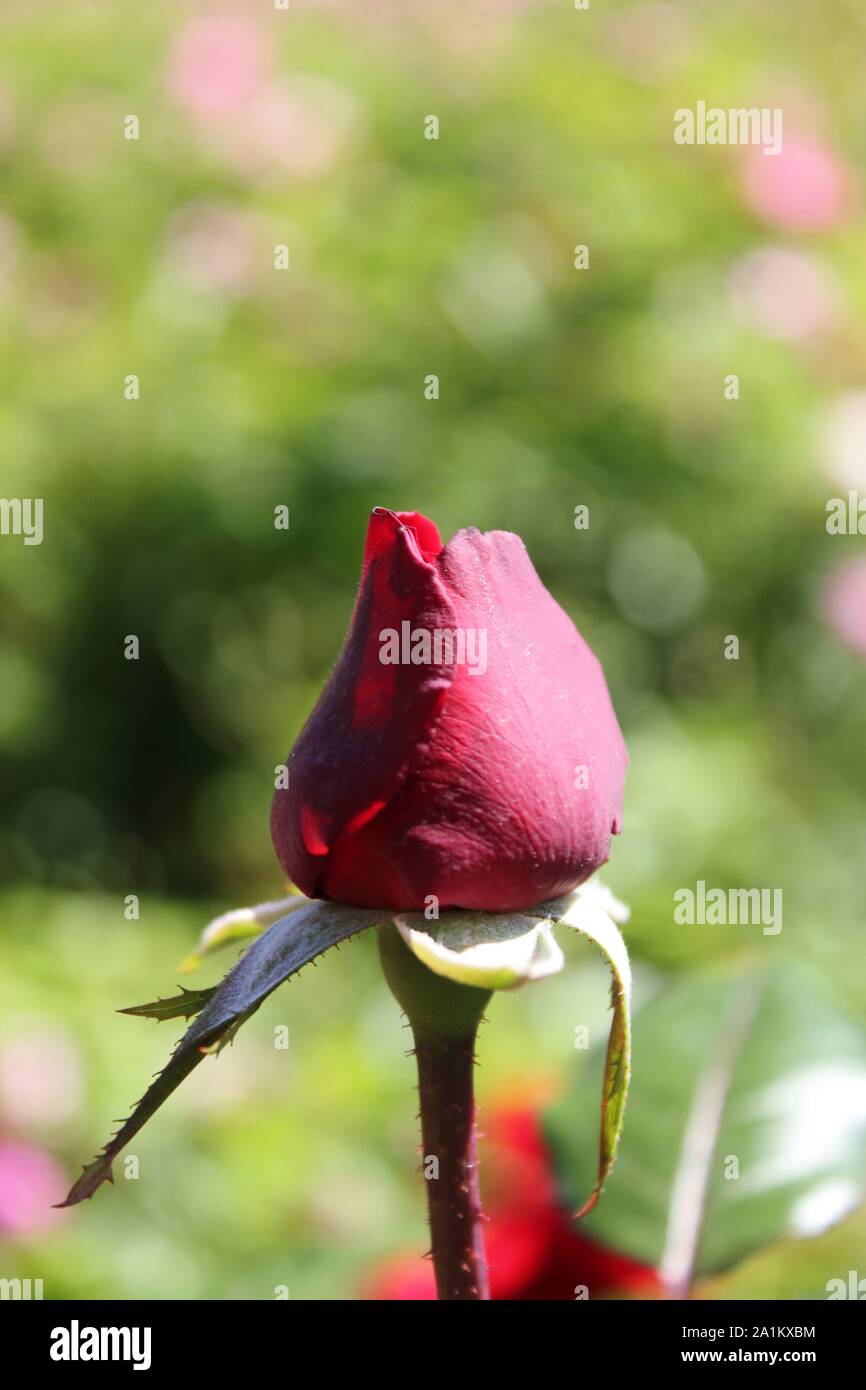 Perfect summer red grandiflora rose blossom Stock Photo - Alamy