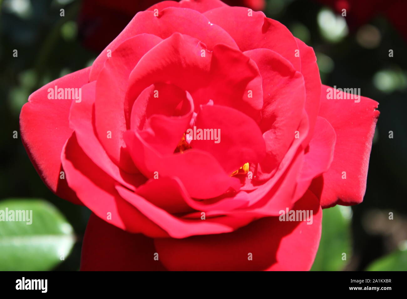 Perfect summer red grandiflora rose blossom Stock Photo - Alamy
