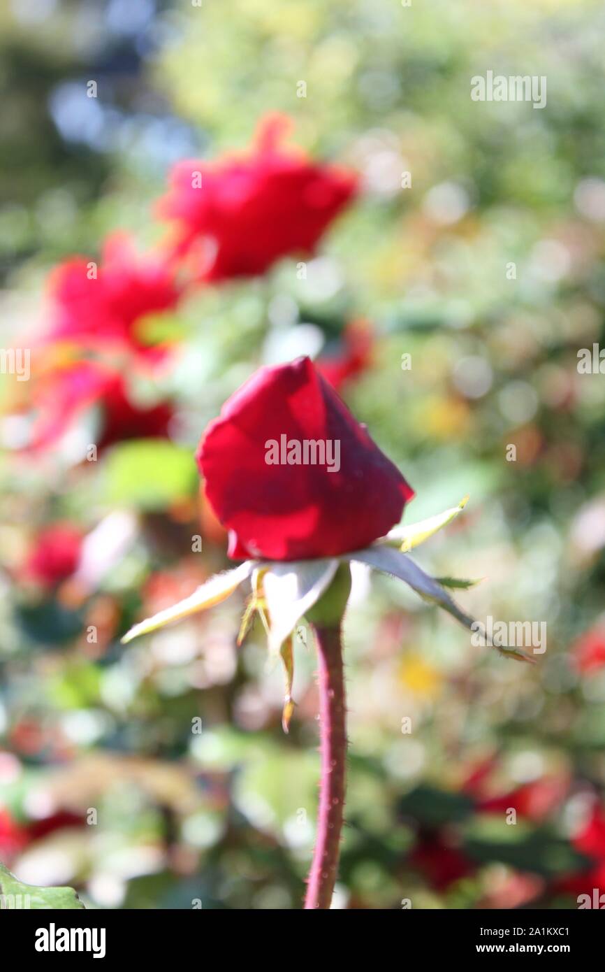 Perfect summer red grandiflora rose blossom Stock Photo - Alamy