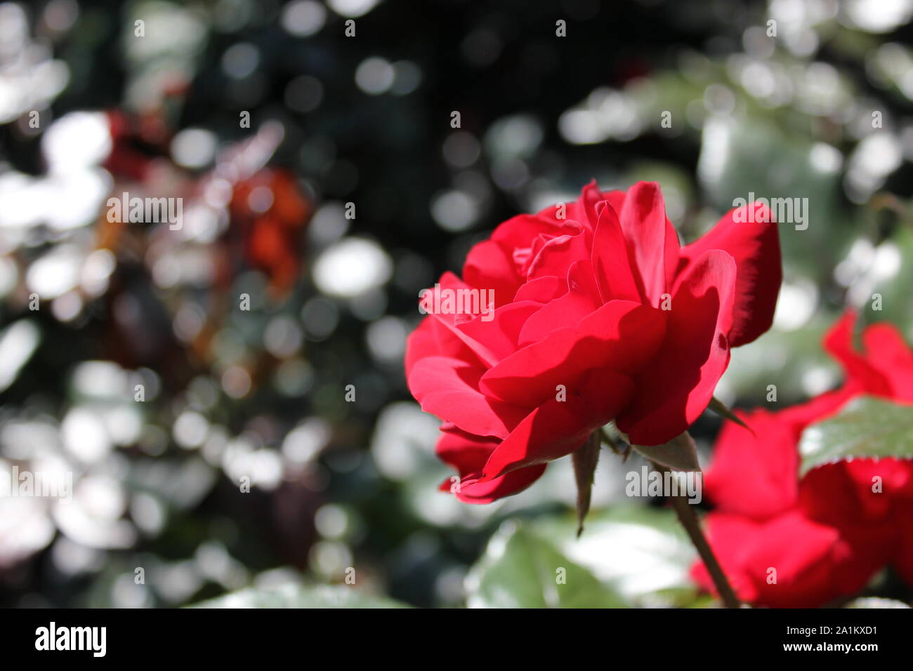 Perfect summer red grandiflora rose blossom Stock Photo - Alamy