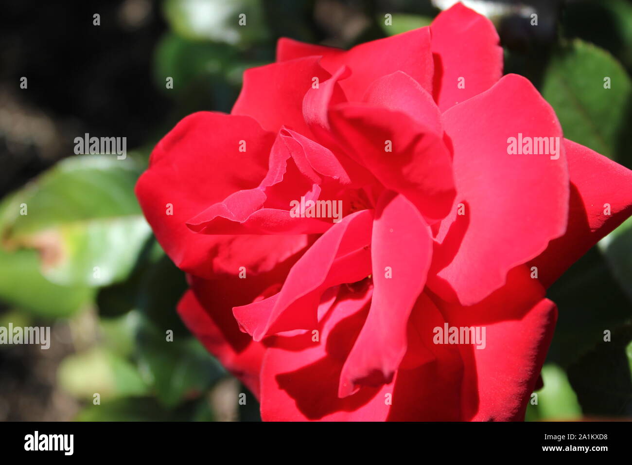Perfect summer red grandiflora rose blossom Stock Photo - Alamy