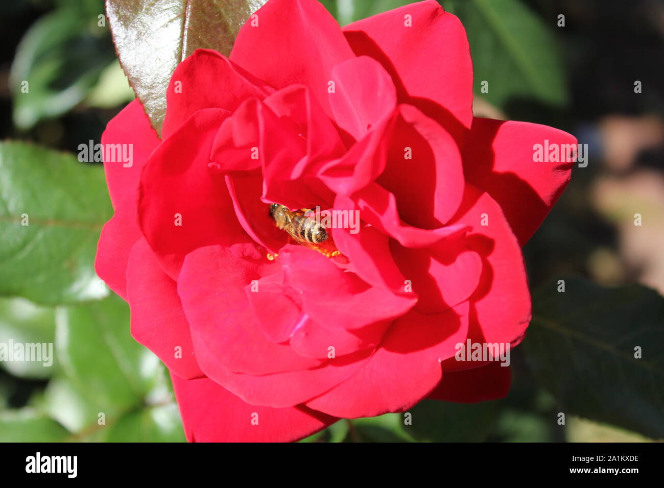 Perfect summer red grandiflora rose blossom Stock Photo - Alamy
