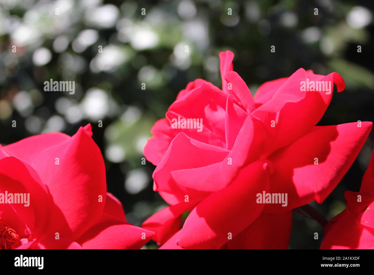 Perfect summer red grandiflora rose blossom Stock Photo - Alamy