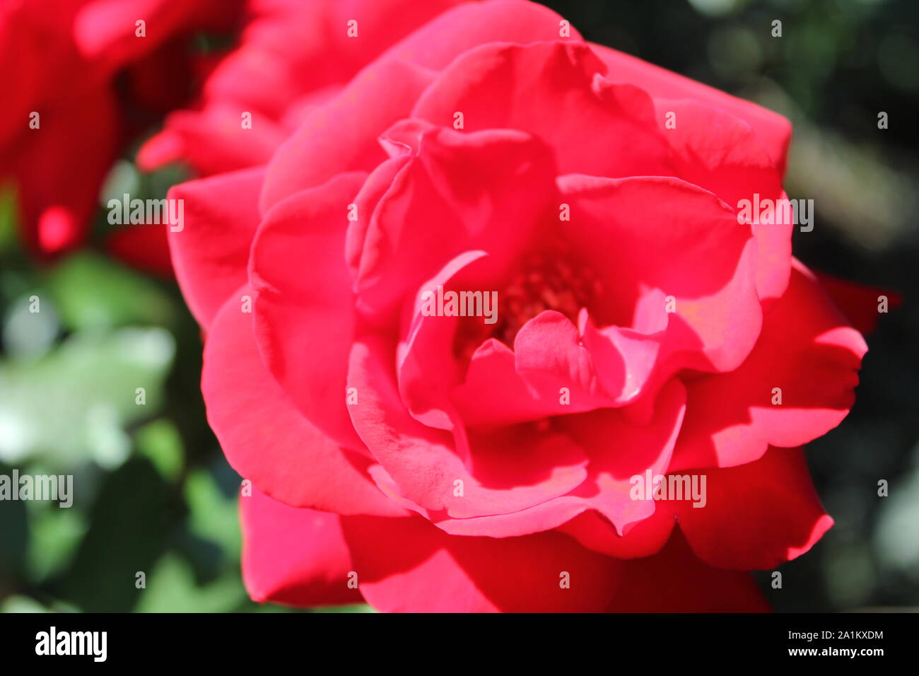 Perfect summer red grandiflora rose blossom Stock Photo - Alamy