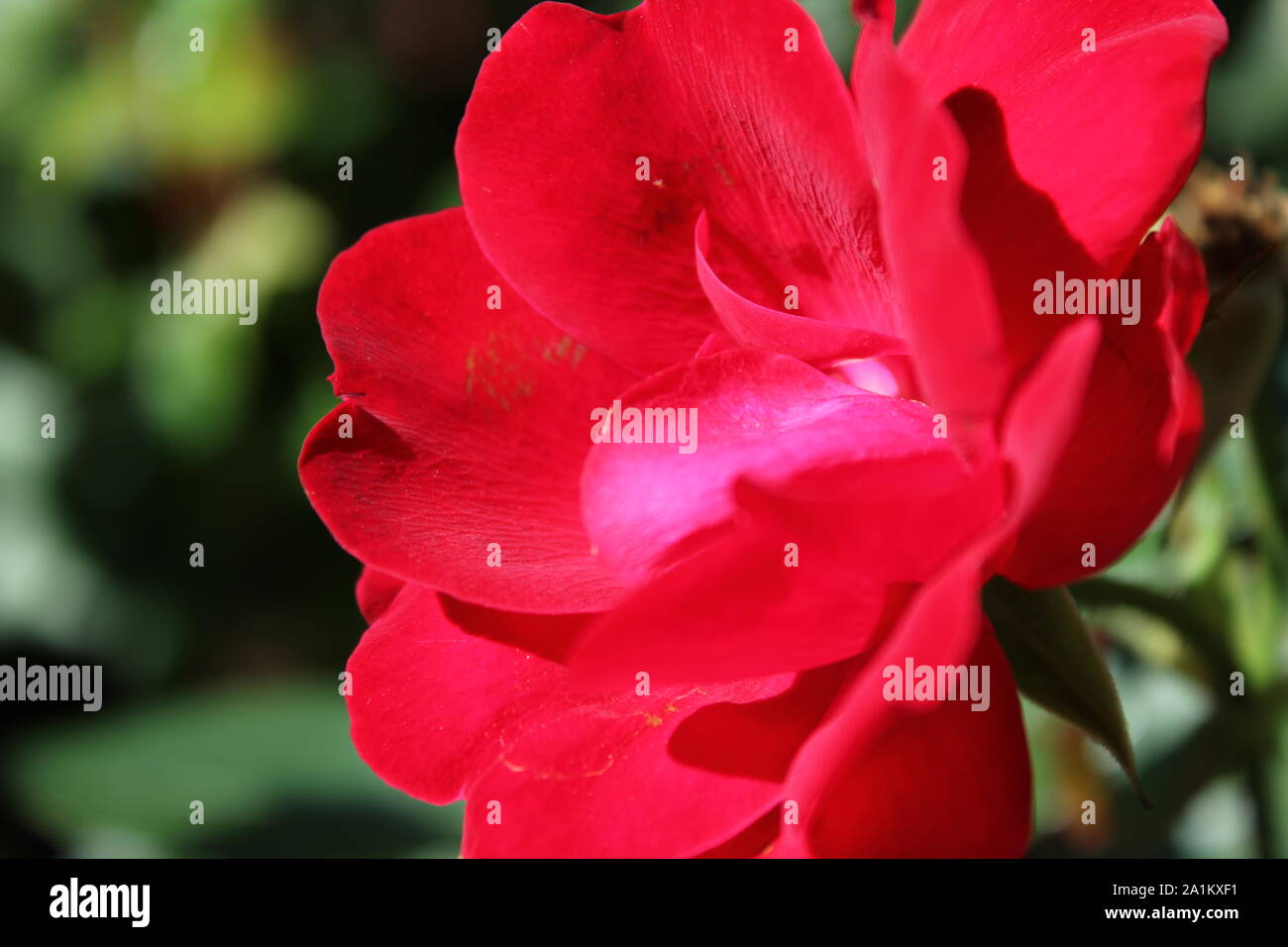 Perfect summer red grandiflora rose blossom Stock Photo - Alamy