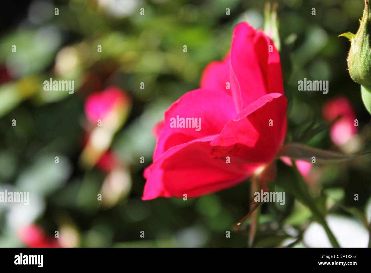 Perfect summer red grandiflora rose blossom Stock Photo - Alamy