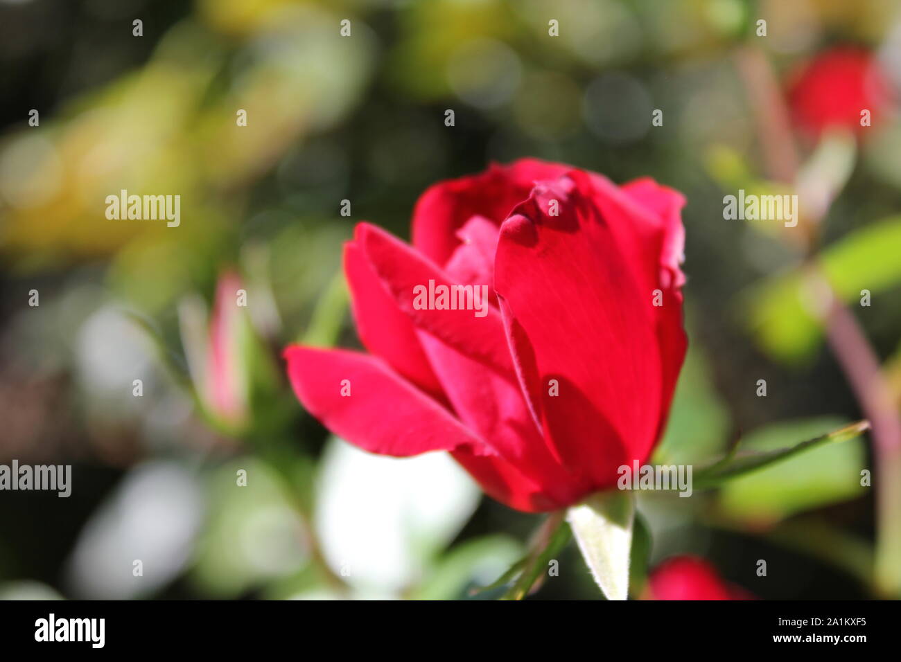 Perfect summer red grandiflora rose blossom Stock Photo - Alamy