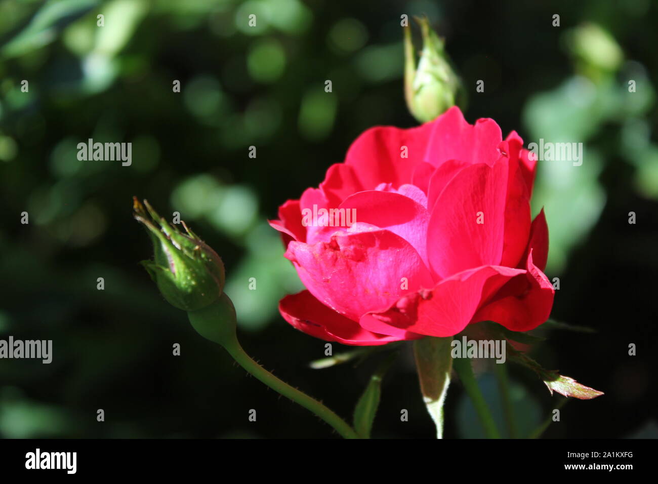 Perfect summer red grandiflora rose blossom Stock Photo - Alamy