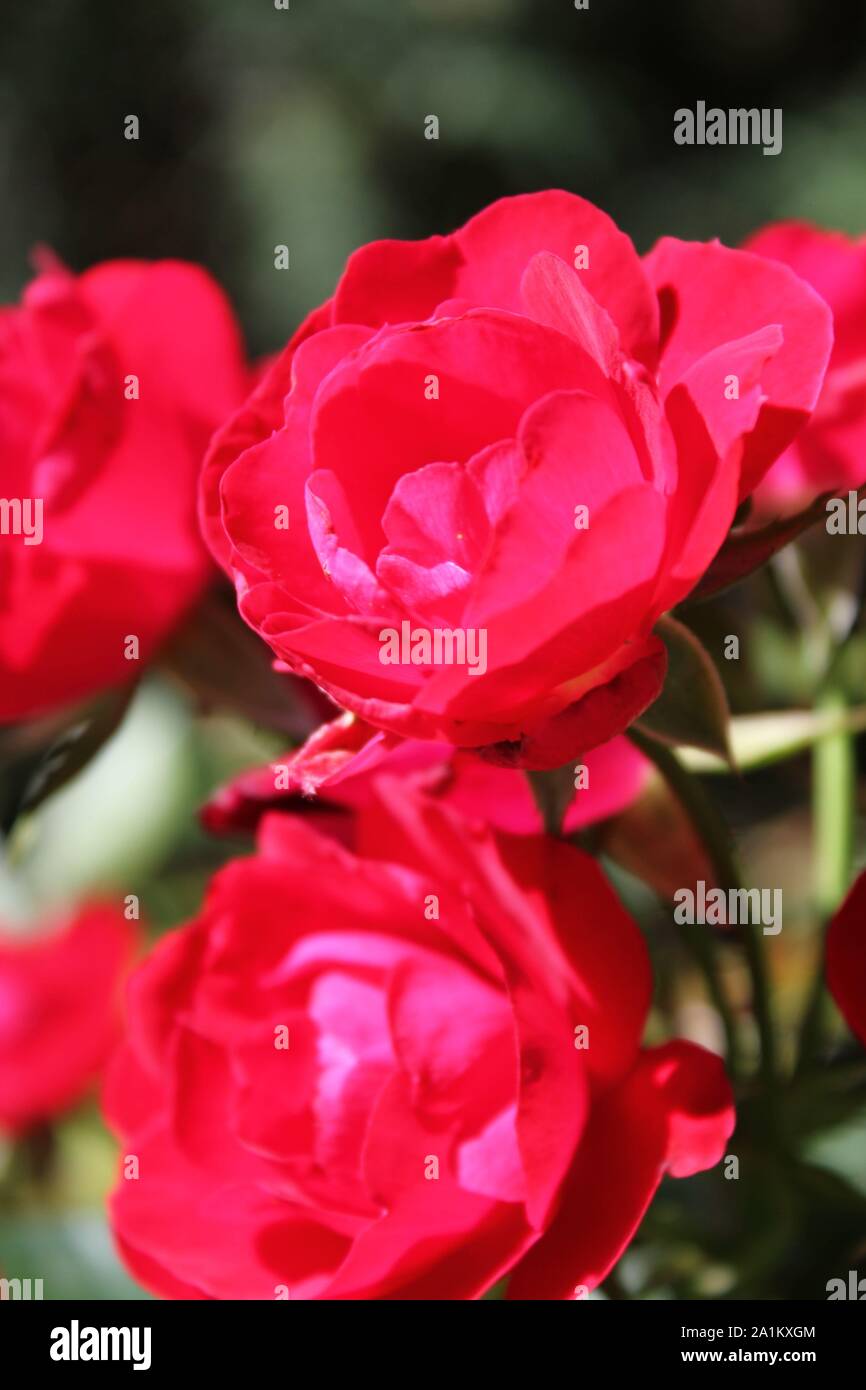 Perfect summer red grandiflora rose blossom Stock Photo - Alamy