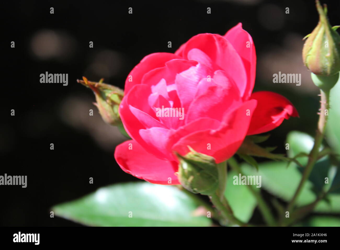 Perfect summer red grandiflora rose blossom Stock Photo - Alamy