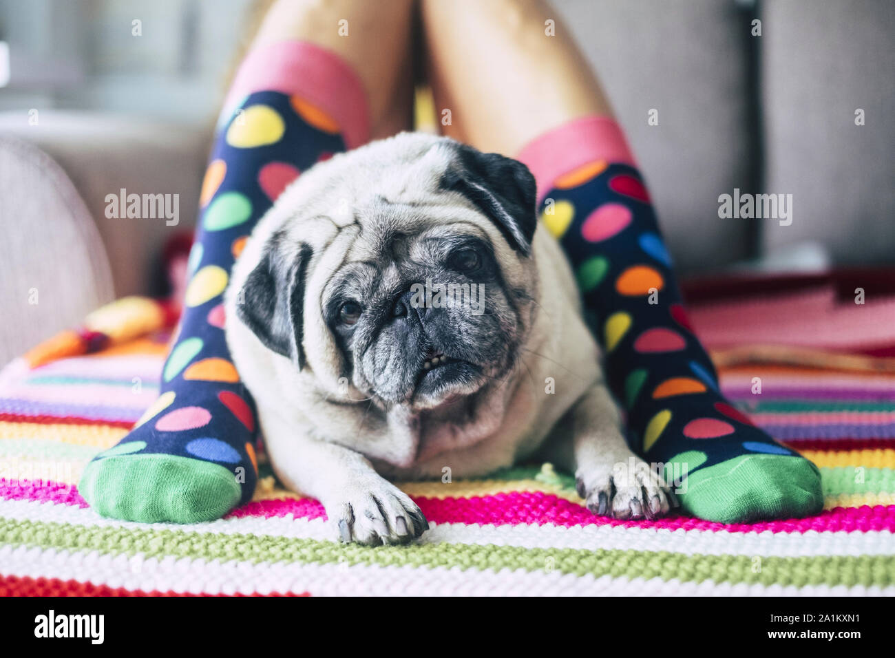 cute close up of pretty pug between two legs with coloful socks - best ...