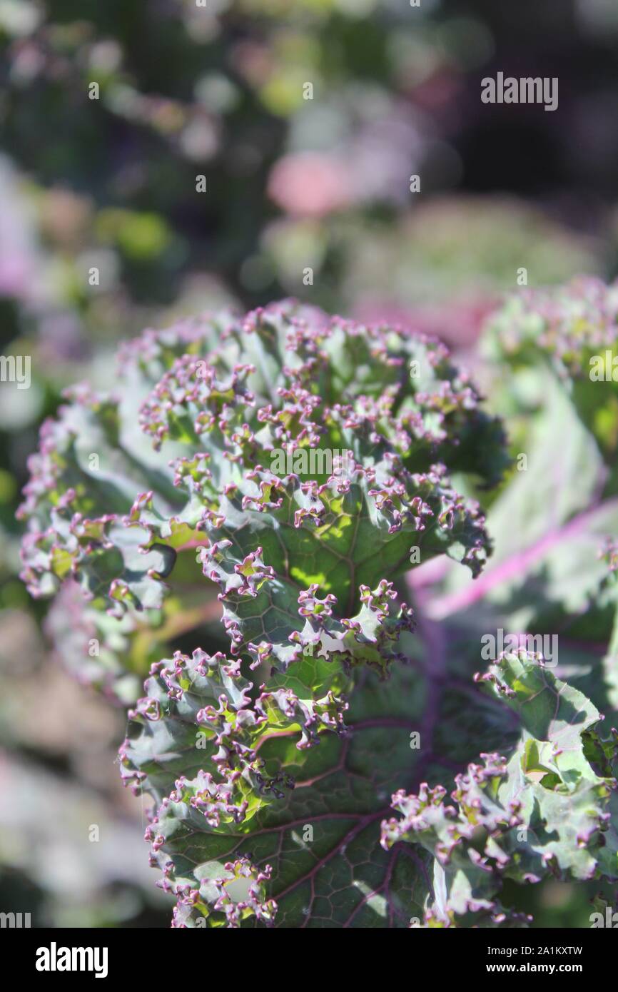 Farm fresh red curly kale growing in the garden Stock Photo - Alamy