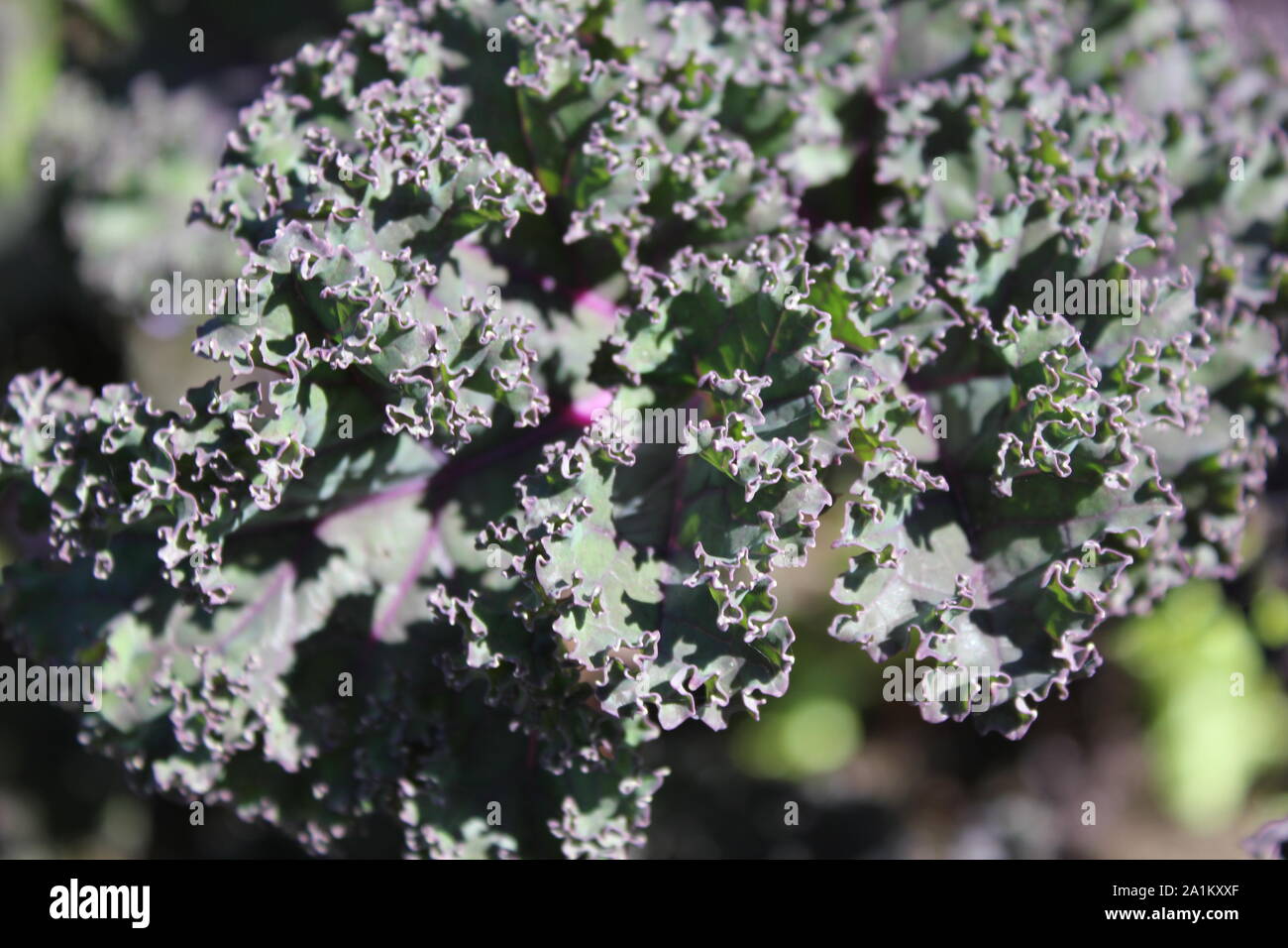 Farm fresh red curly kale growing in the garden Stock Photo - Alamy