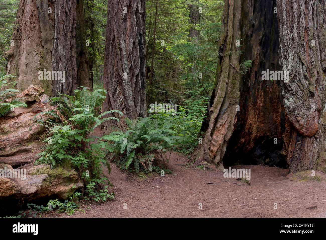 Northern California redwoods Stock Photo - Alamy