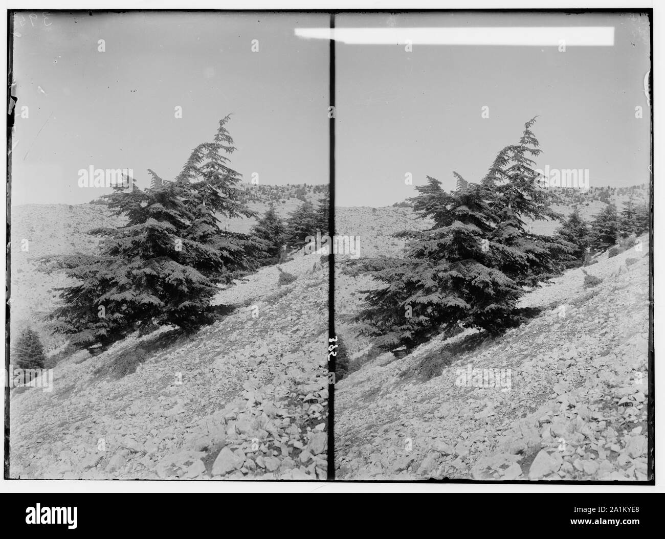 Baruk cedars hi-res stock photography and images - Alamy