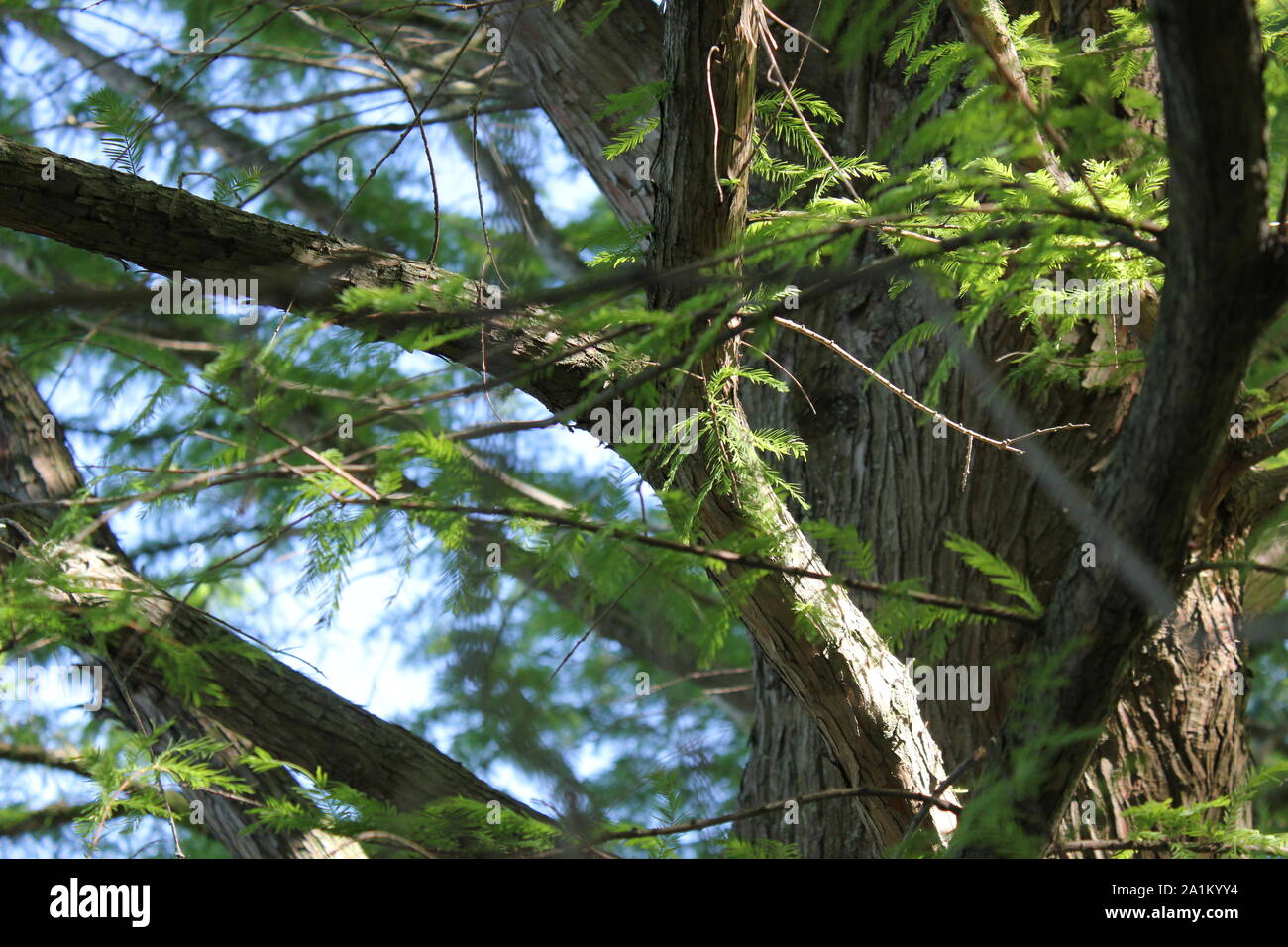 Towering cypress tree hi-res stock photography and images - Alamy