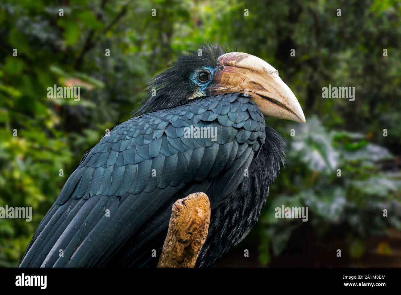 Blyth's hornbill / Papuan hornbill (Rhyticeros plicatus / Aceros ...