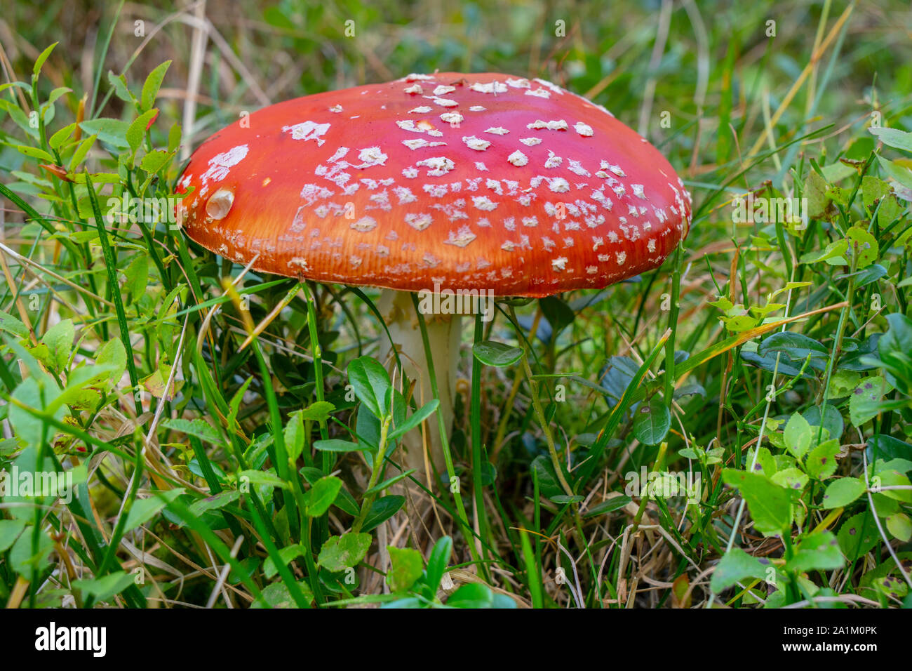 mushroom in forest at autumn Stock Photo - Alamy