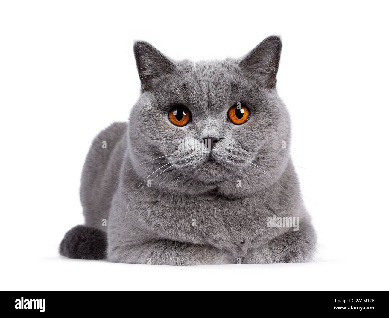 Impressive light blue young adult British Shorthair female cat, laying ...