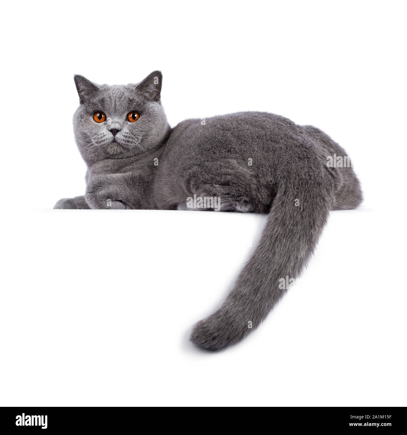 Impressive light blue young adult British Shorthair female cat, laying ...