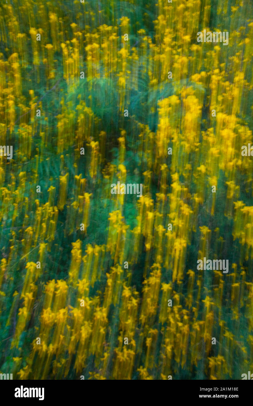 Tojo High Resolution Stock Photography and Images - Alamy