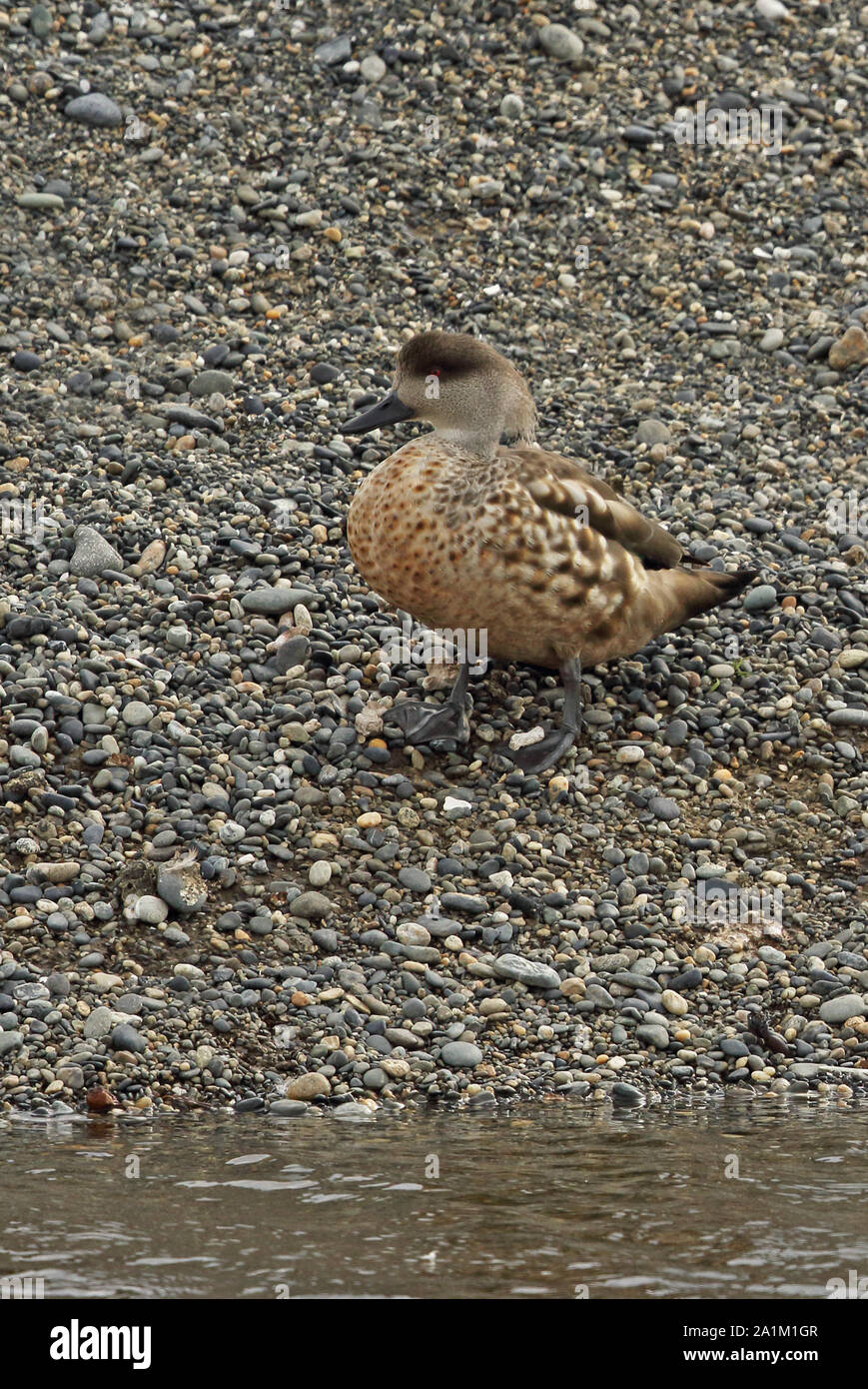 Crested Duck (Lophonetta specularioides specularioides) adult standing ...