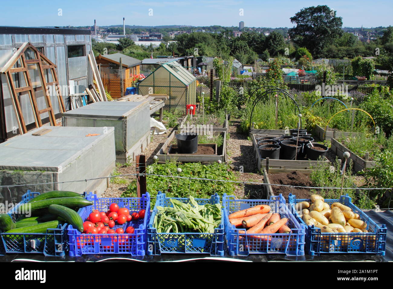 Allotment glut hi-res stock photography and images - Alamy