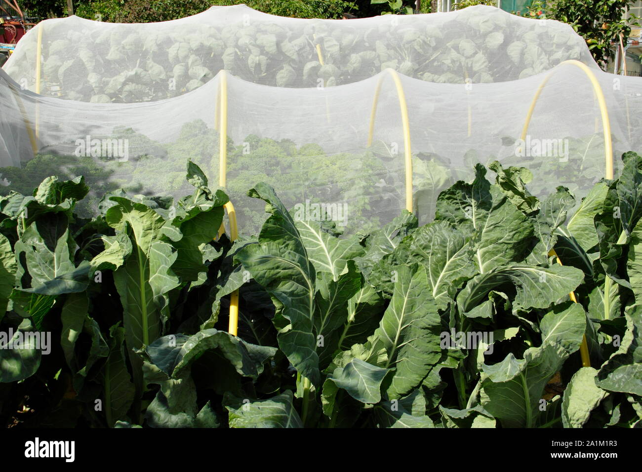Brassicas netted to help protect against insect and bird damage on an ...