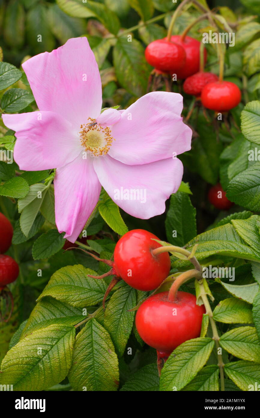 Rosa Rugosa Hedge Stock Photos & Rosa Rugosa Hedge Stock Images - Alamy