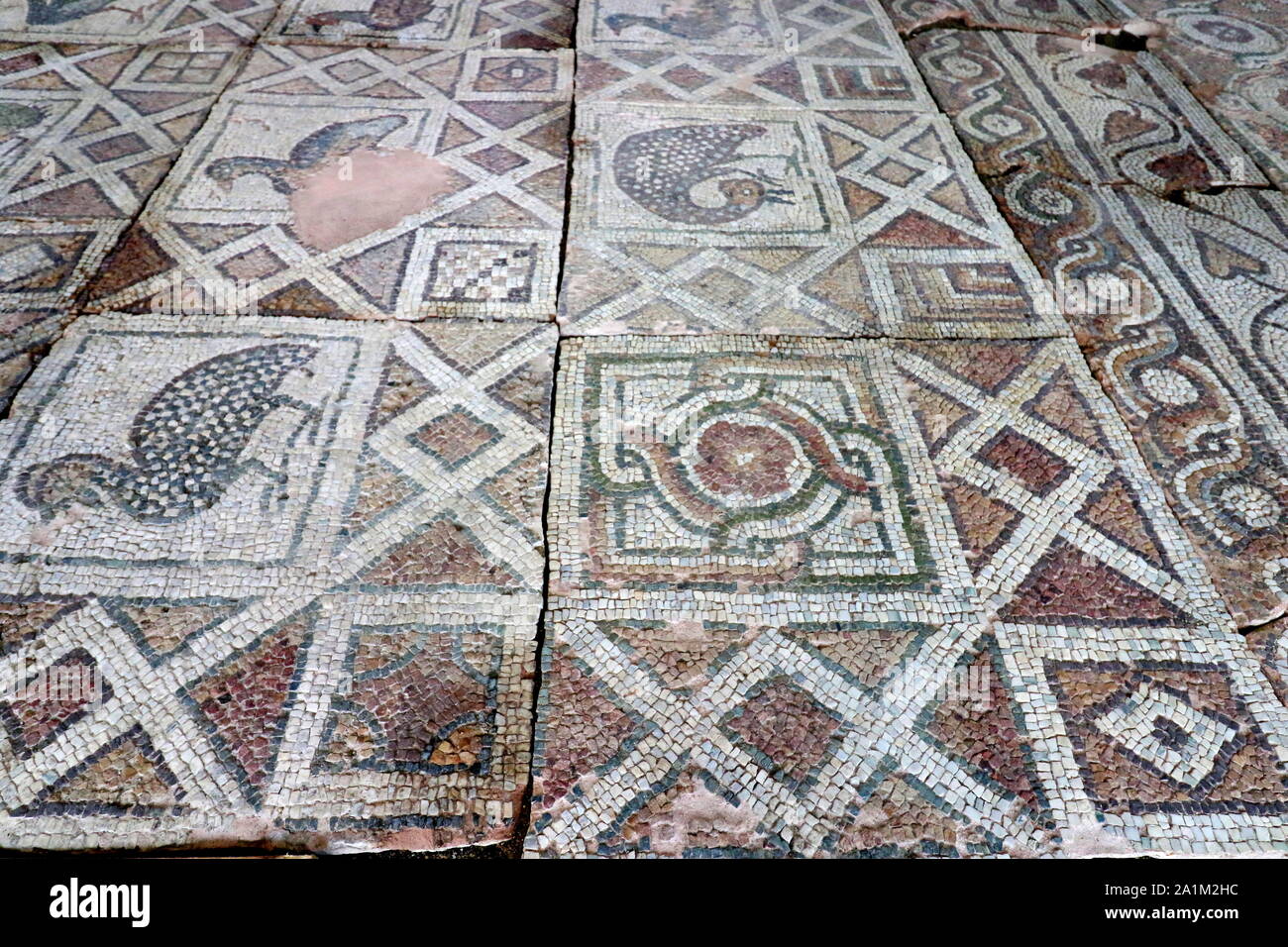 Roman mosaic floor located in archaeological site in The Bishop's ...