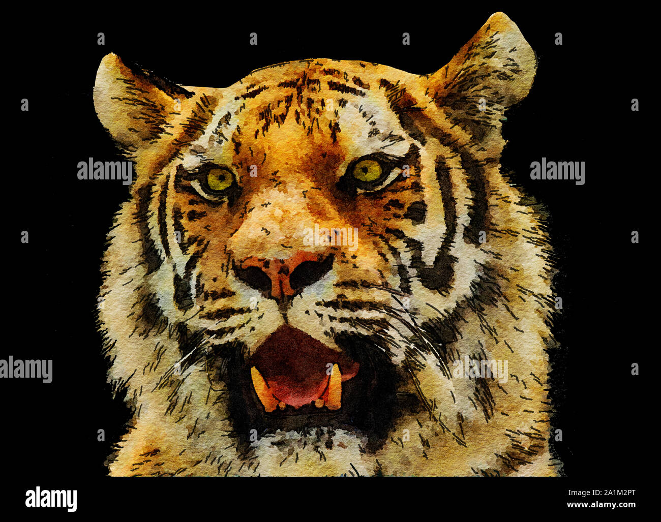 Tiger head painting hi-res stock photography and images - Alamy