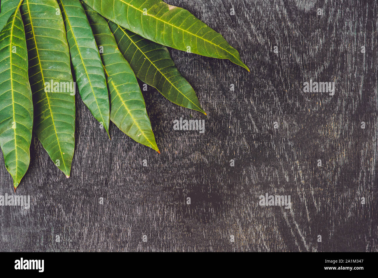 Weeping willow tree green young hi-res stock photography and images - Alamy