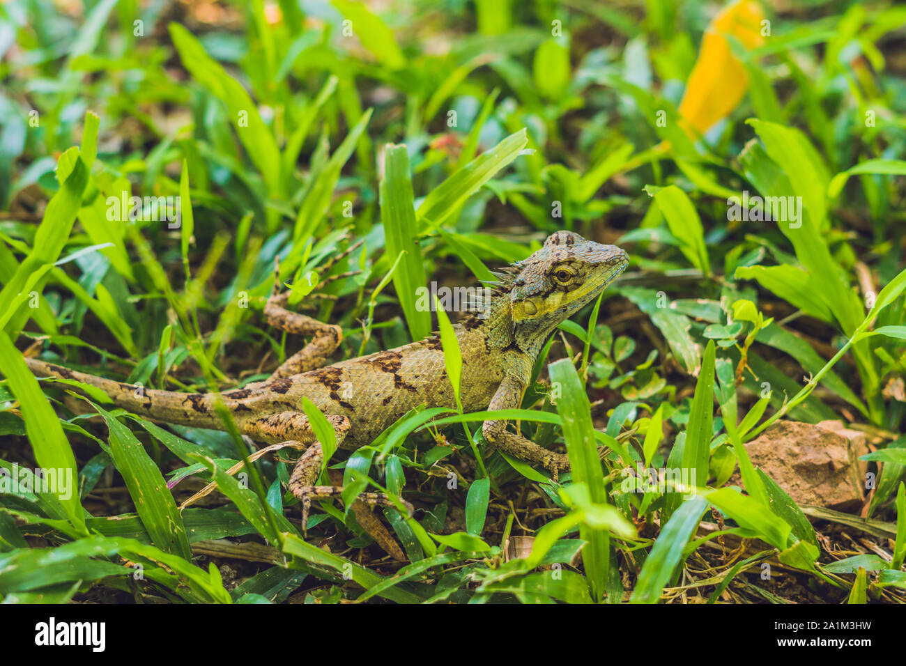Large scale grass lizard hi-res stock photography and images - Alamy