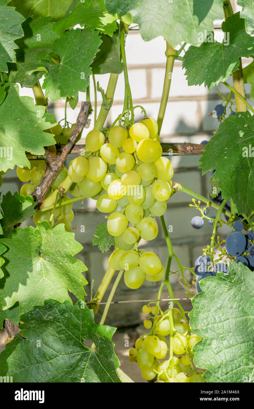 white ripe large grapes close-up macro. Grape bush with bunches of ...